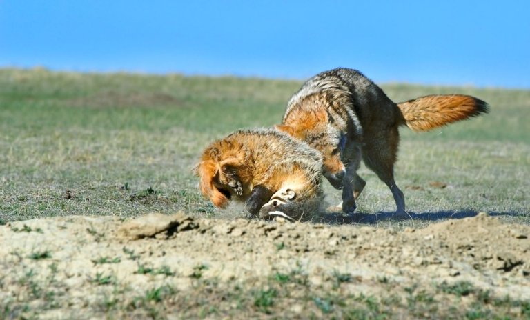 What Relationship Do Ostriches and Gazelles Have? | Nature’s Perfect ...